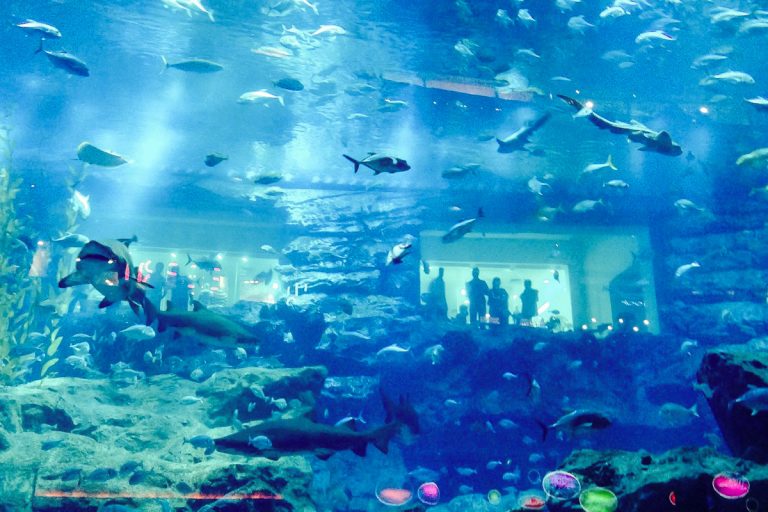Dubajaus akvariumas ir povandeninis zoologijos sodas