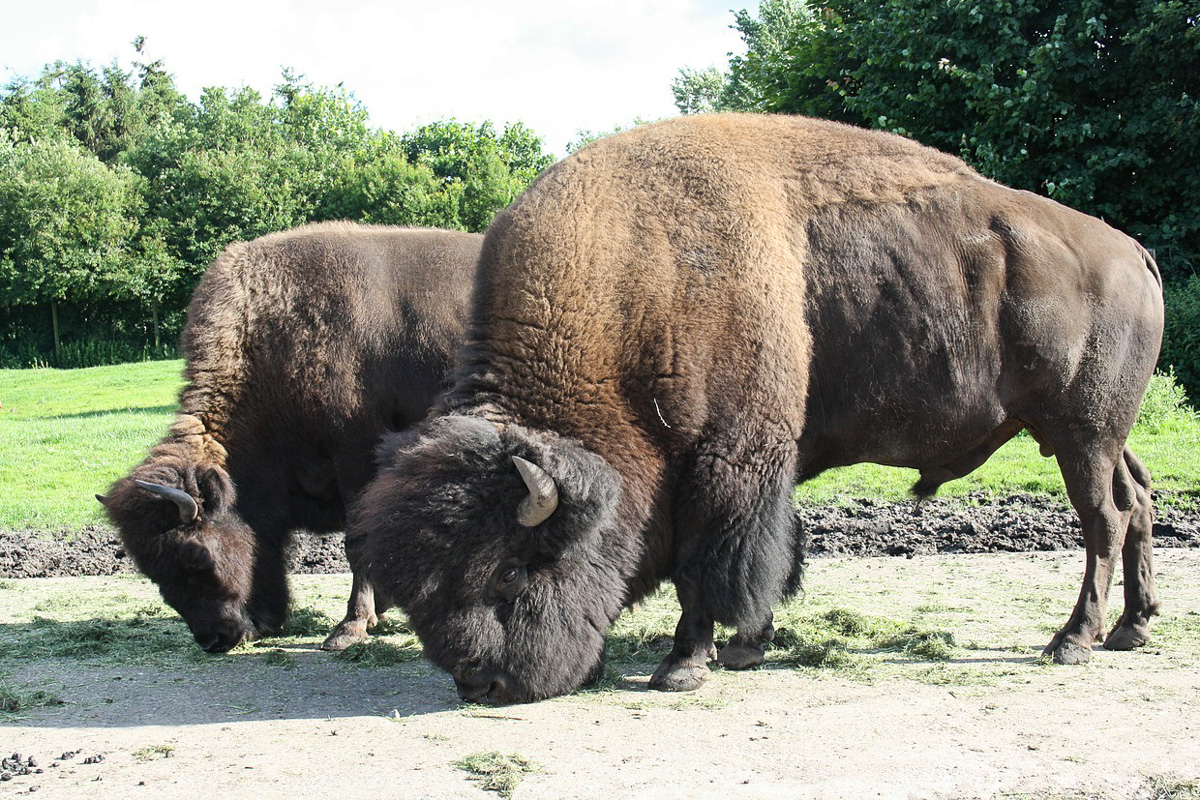 Bilundas lankytinos vietos, Legolendas, ką pamatyti