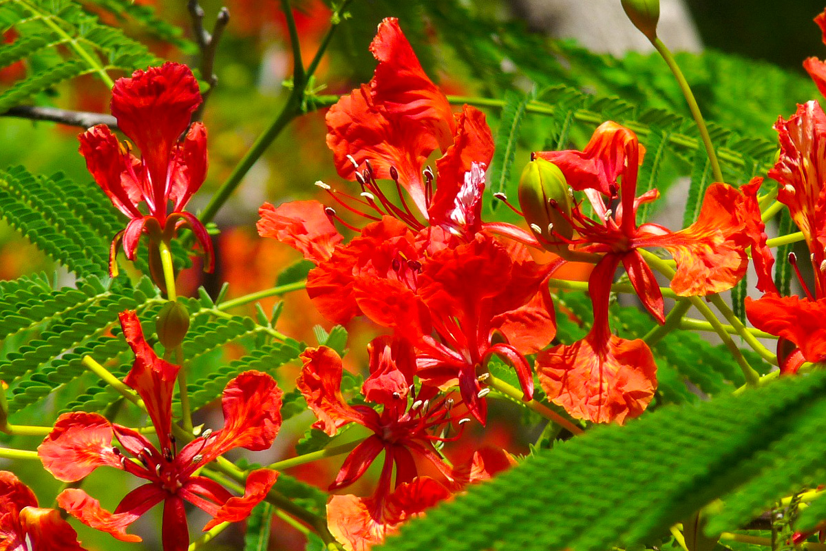 Barbadosas – lankytinos vietos, paplūdimiai, kelionė ir ką pamatyti