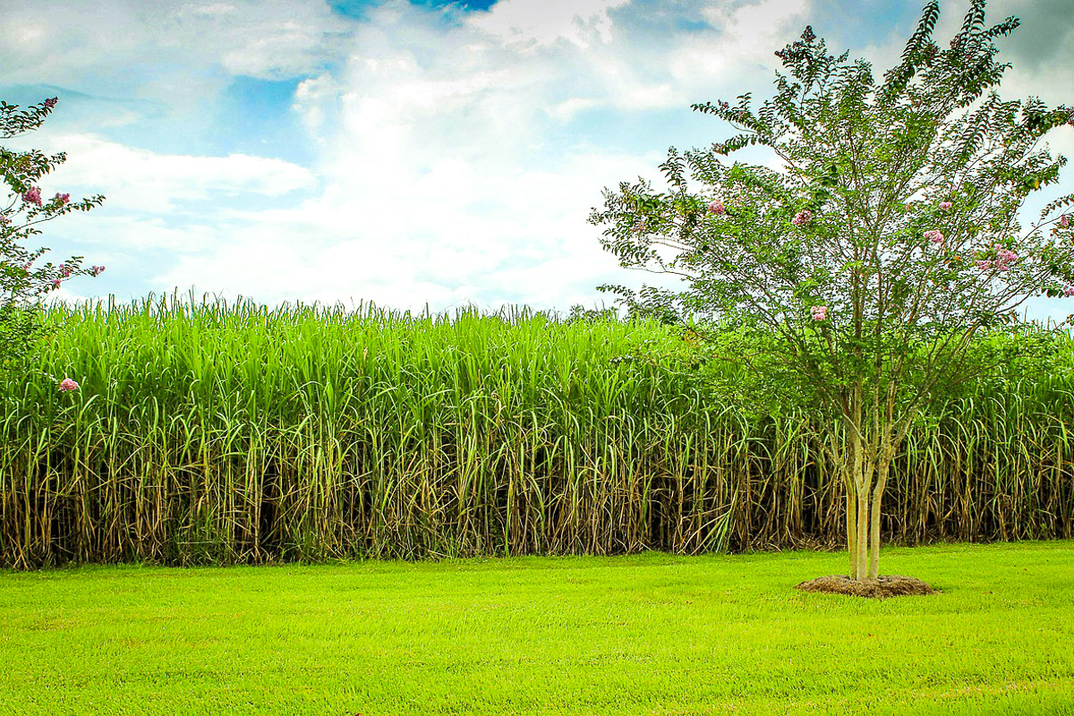 Barbadosas – lankytinos vietos, paplūdimiai, kelionė ir ką pamatyti